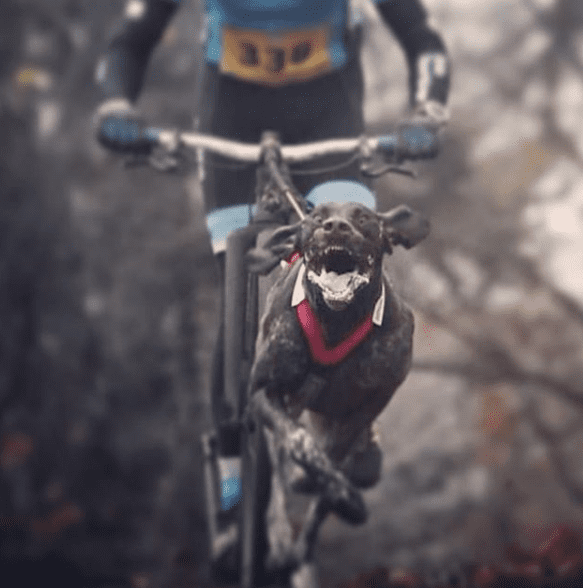 Kickbike: America's Leading Urban & Dryland Mushing Dog Scooter