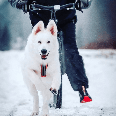 Kickbike | Best Bike Dog Leash Adapter, Built For Racing, Made For All